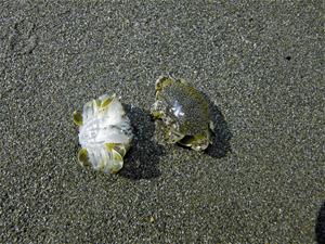 勝利黎明蟹 Matuta victor