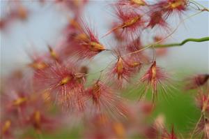 紅毛草 Rhynchelytrum repens