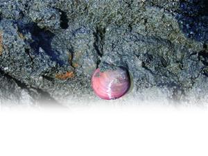 環文蛤 Cyclina sinensis