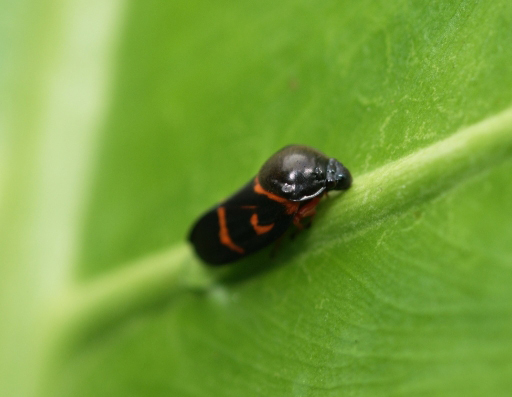 2012 ” Insect Tour ” at the Tianxiyuan Park